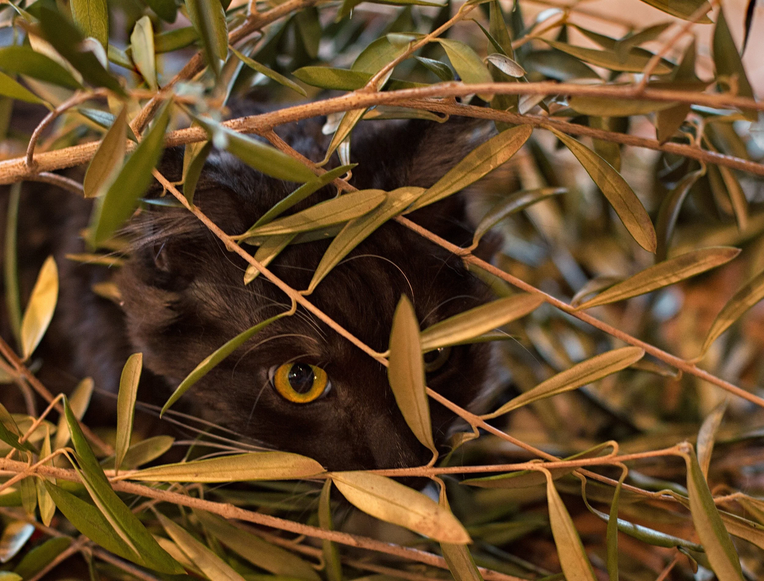Contact — The Olive Oil Source