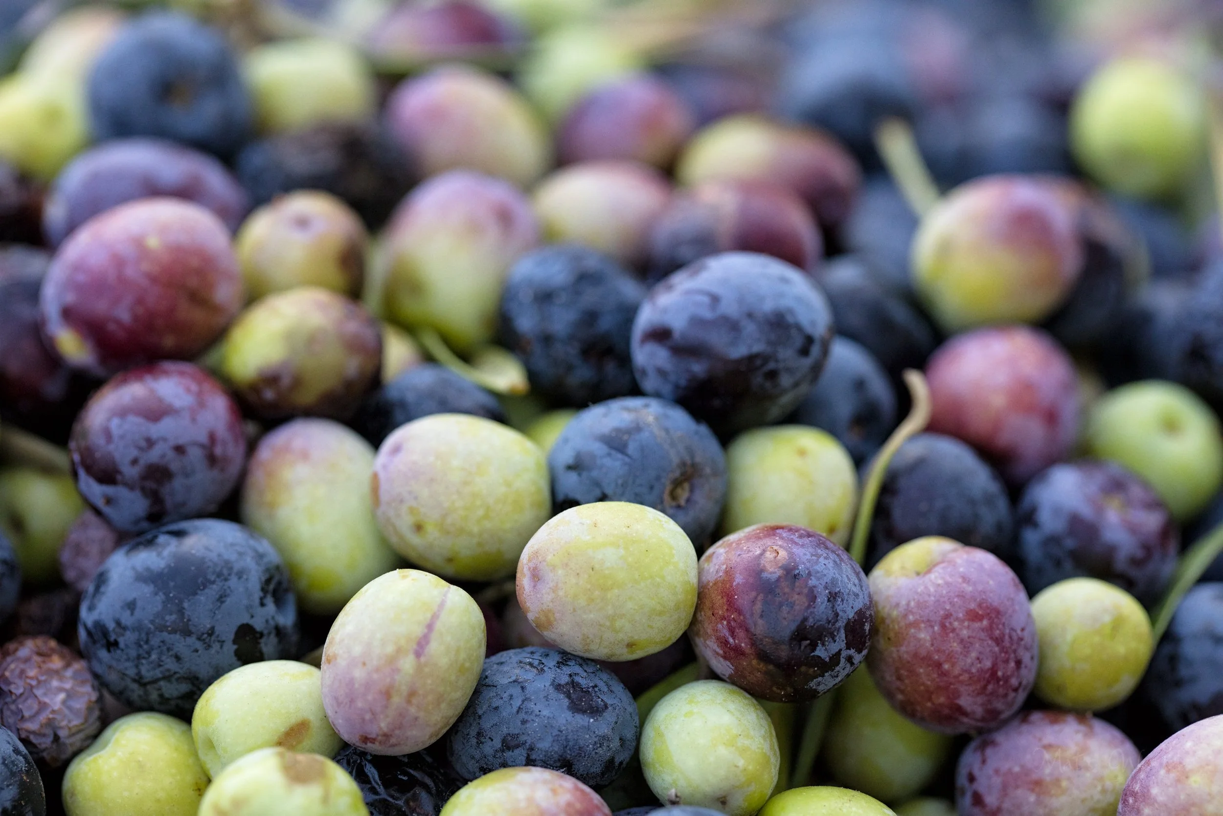 Olive Harvesting — The Olive Oil Source