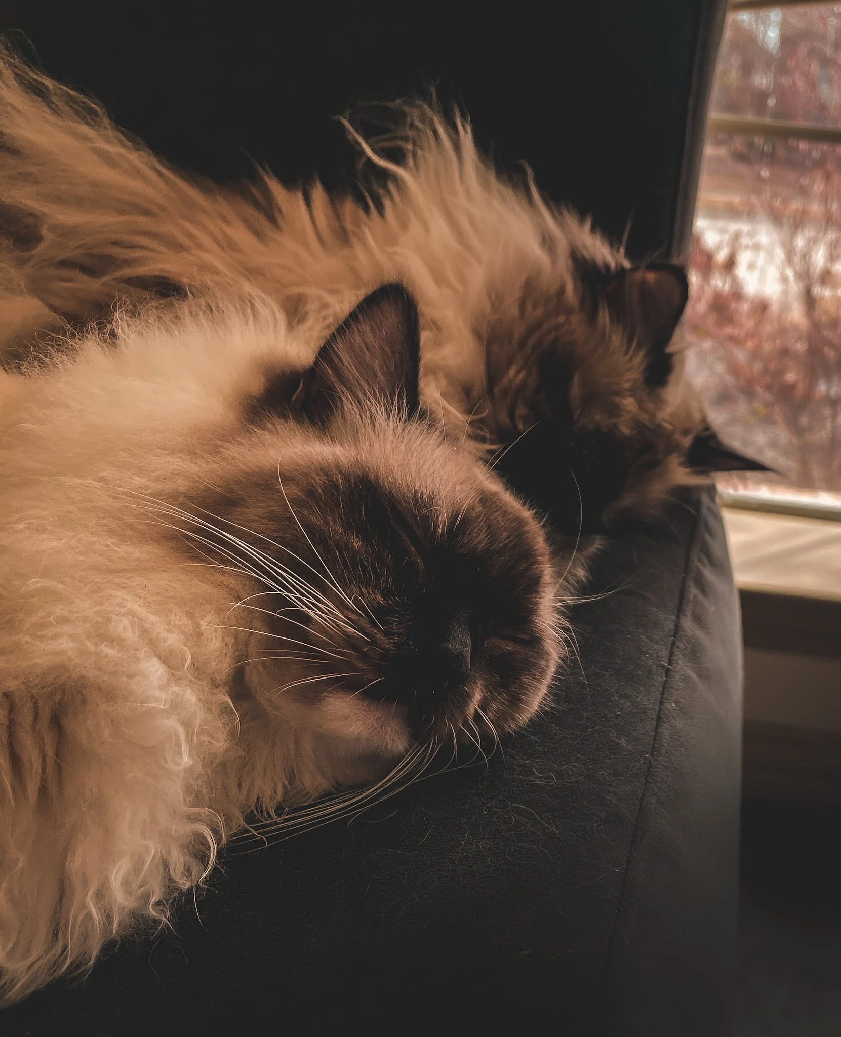 Gallery — Feles Fidelis