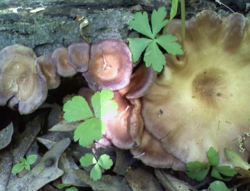 Featured Fungus: Panus conchatus A Correction — Prairie States Mushroom ...