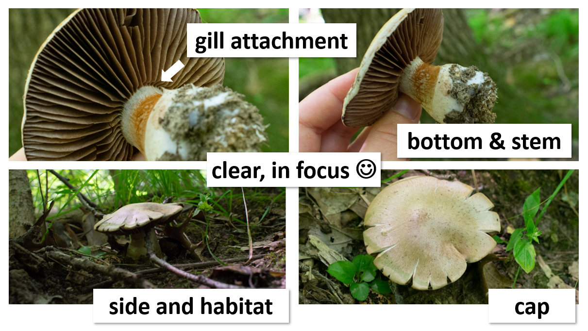 Identification — Prairie States Mushroom Club