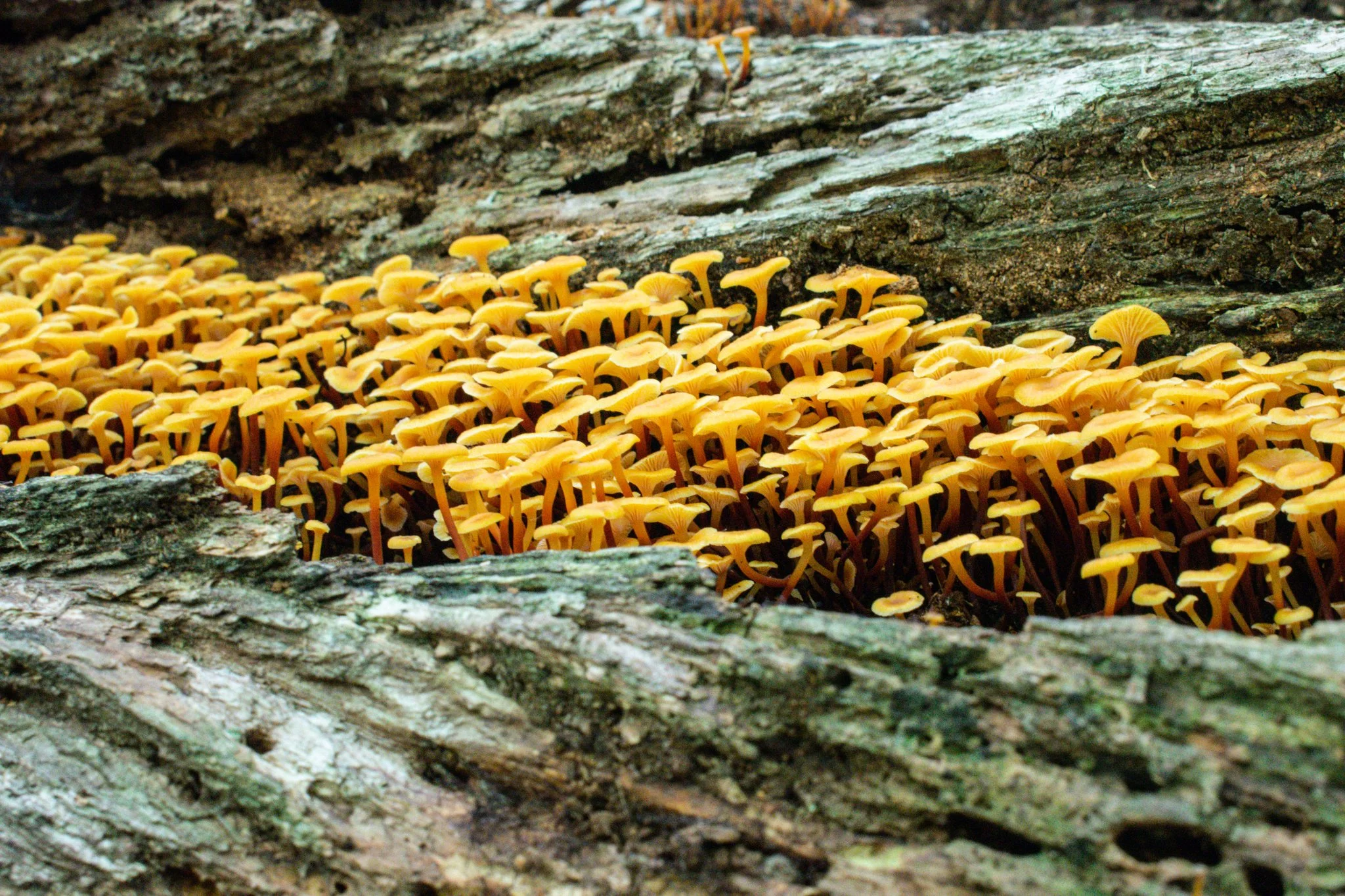 Featured Fungus: My Search for the Humongous Fungus (Armillaria ostoyae ...