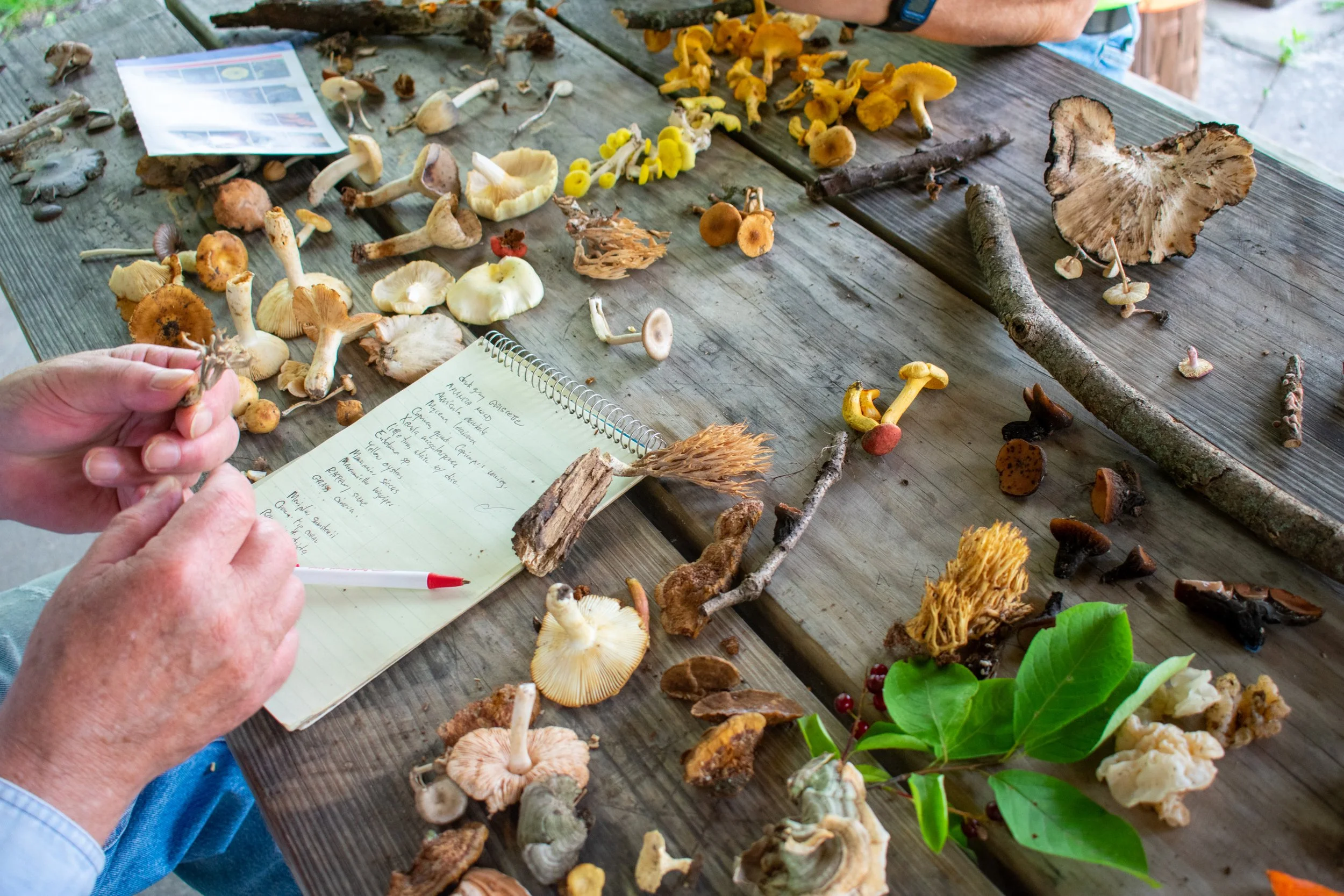 Prairie States Mushroom Club