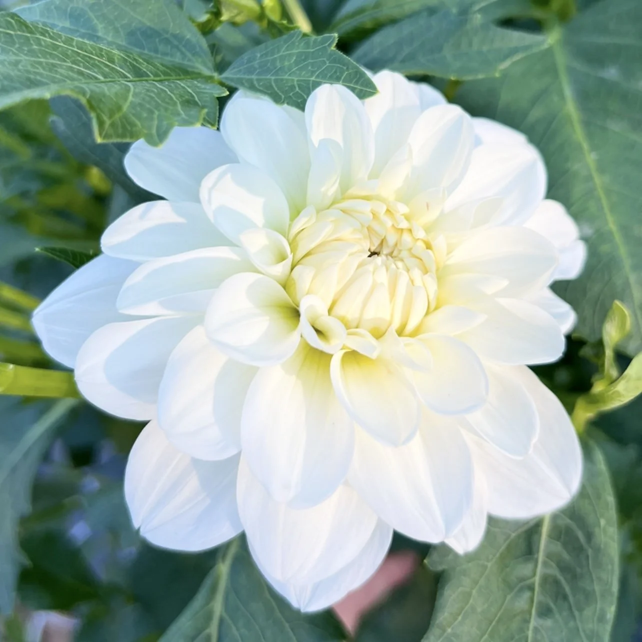 Store — JUNEBUG FLOWER FARM