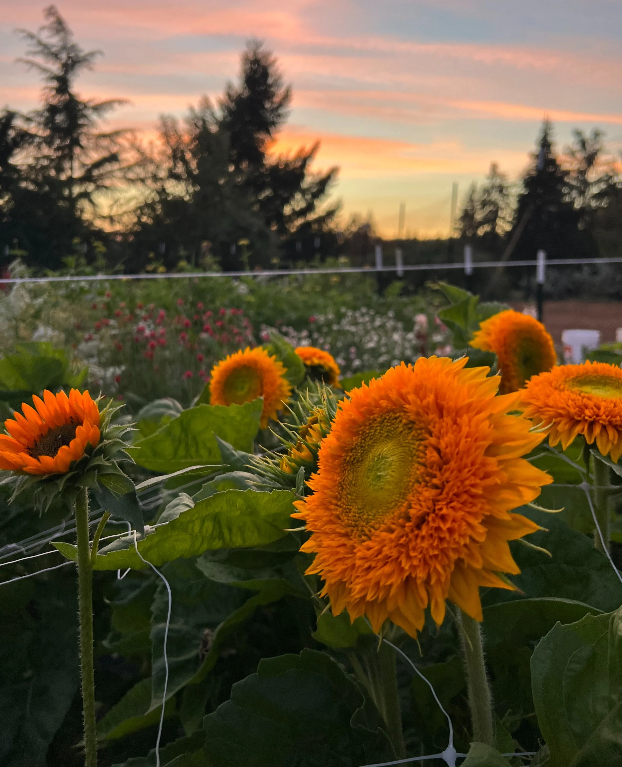 VISIT US — JUNEBUG FLOWER FARM