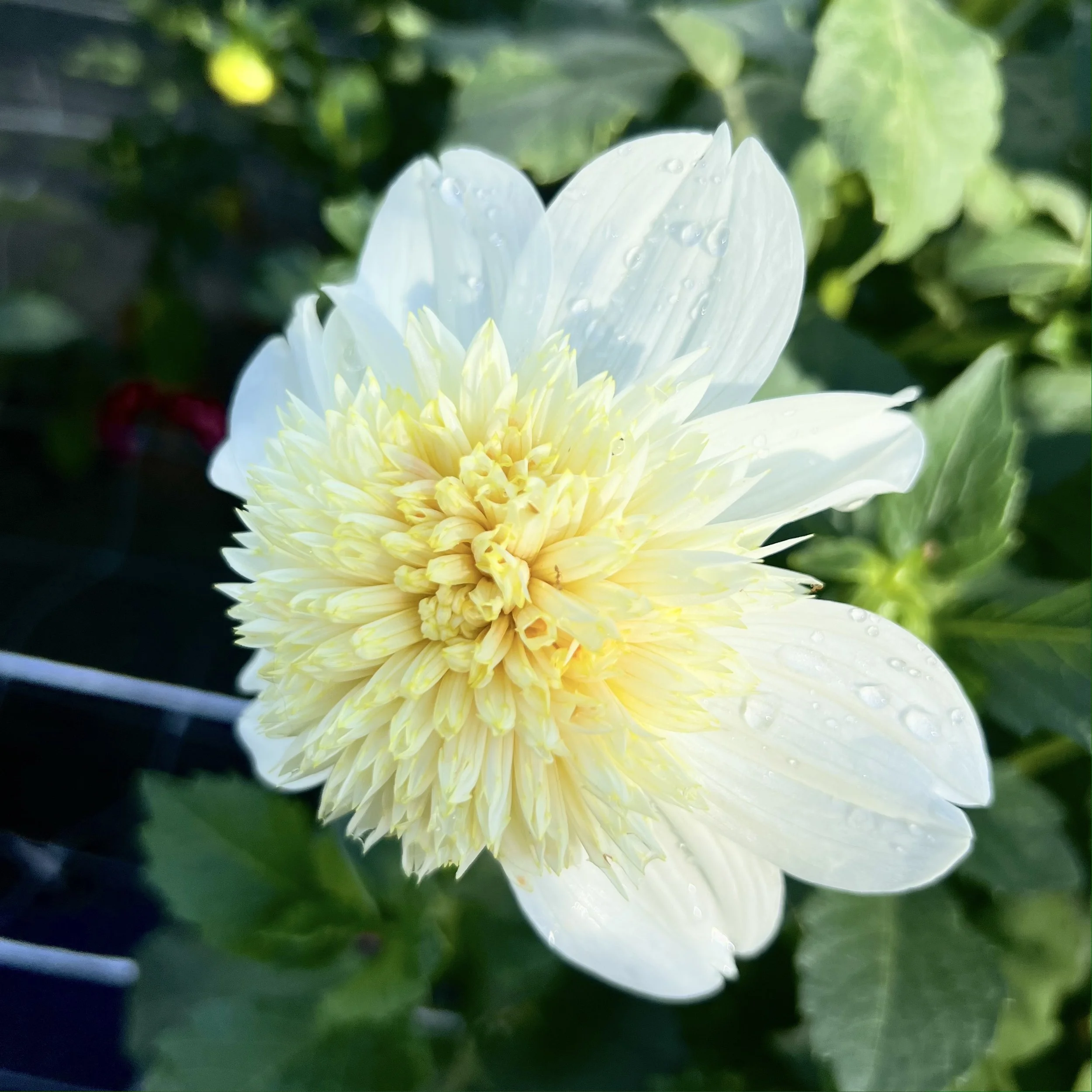 Store — JUNEBUG FLOWER FARM