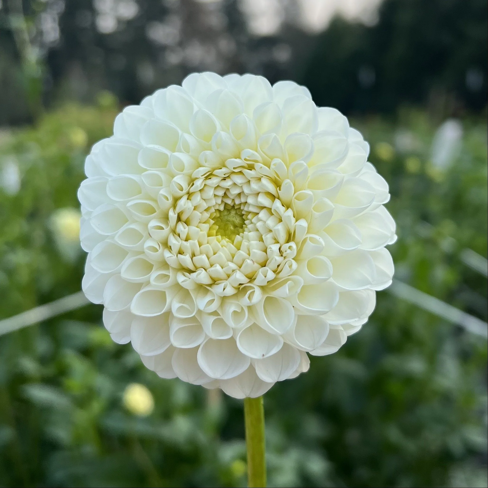 Store — JUNEBUG FLOWER FARM