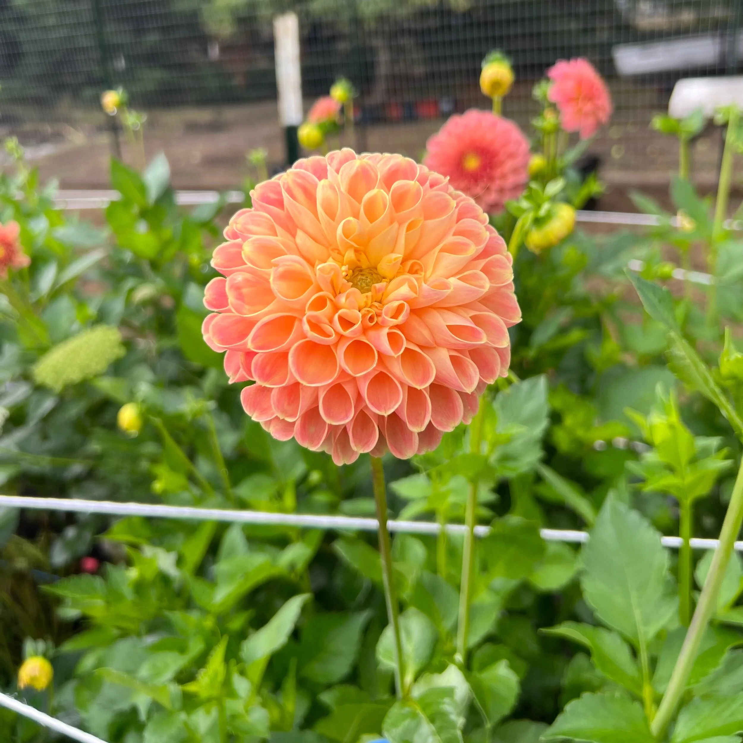 DAHLIA TUBERS — JUNEBUG FLOWER FARM