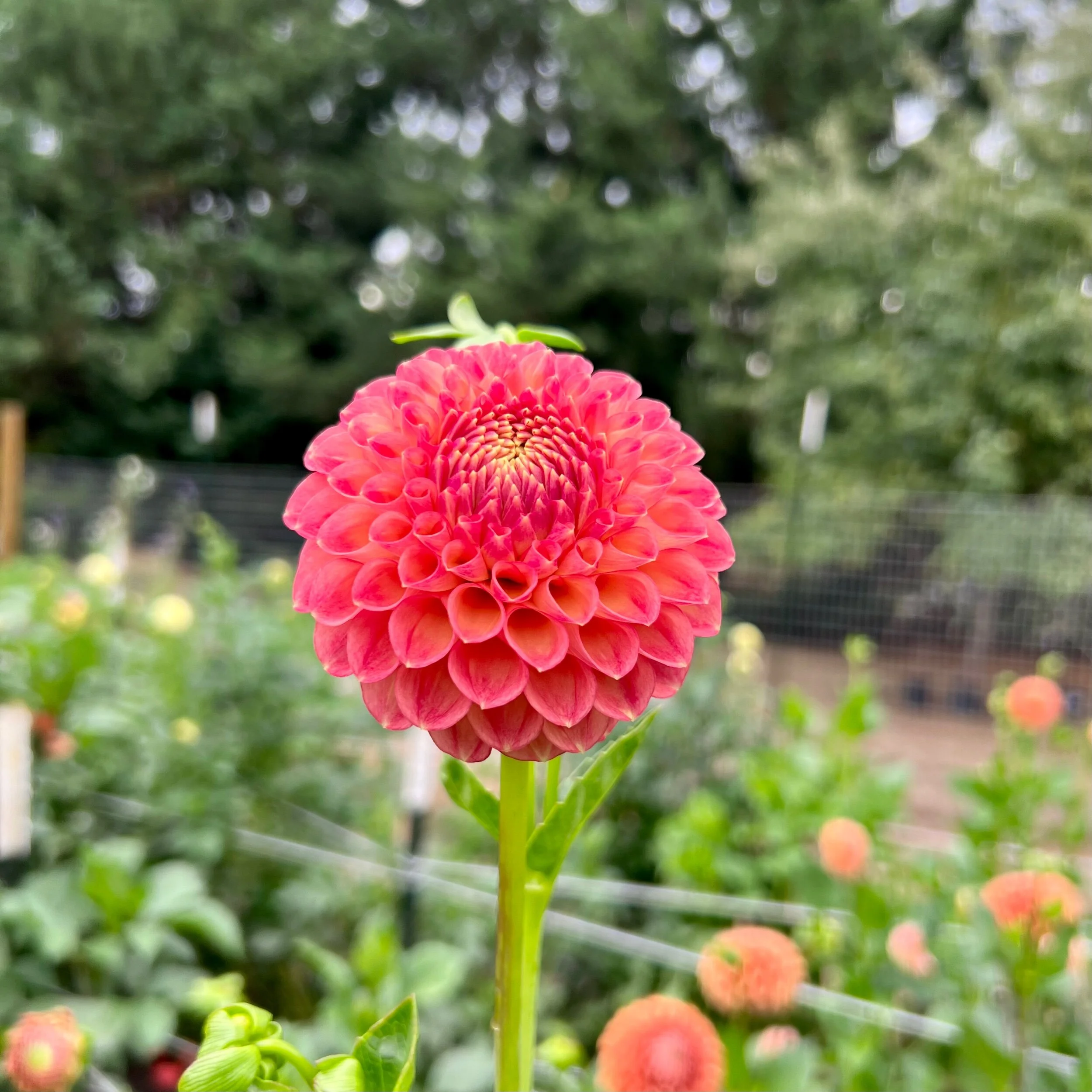 DAHLIA TUBERS — JUNEBUG FLOWER FARM