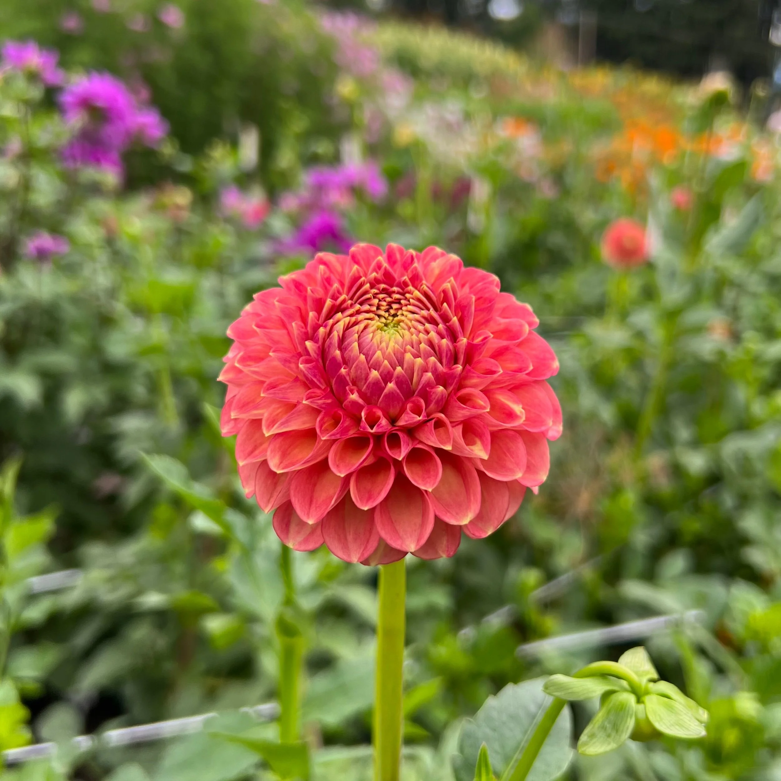 DAHLIA TUBERS — JUNEBUG FLOWER FARM