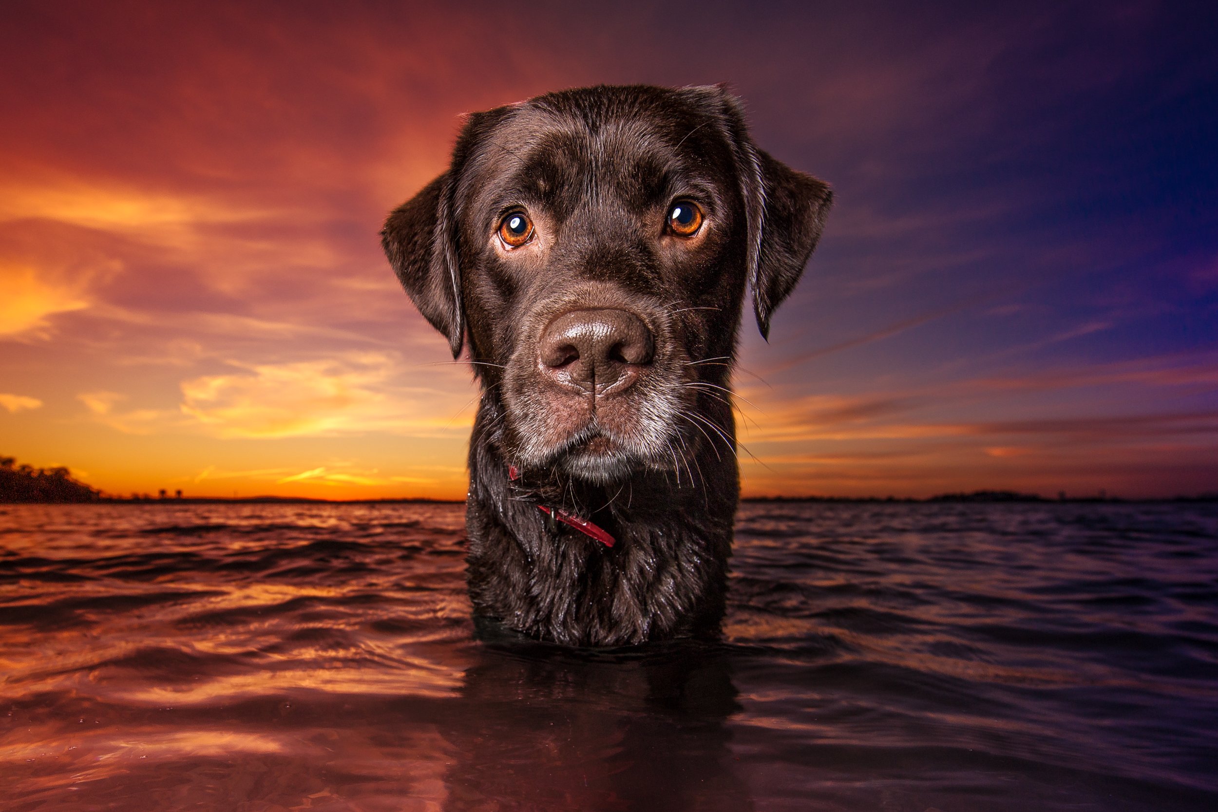 Dog Breath Photography