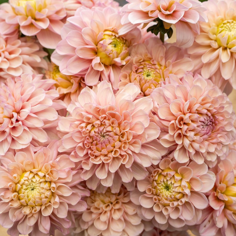 Levi S Seedlings Levi S Dahlias
