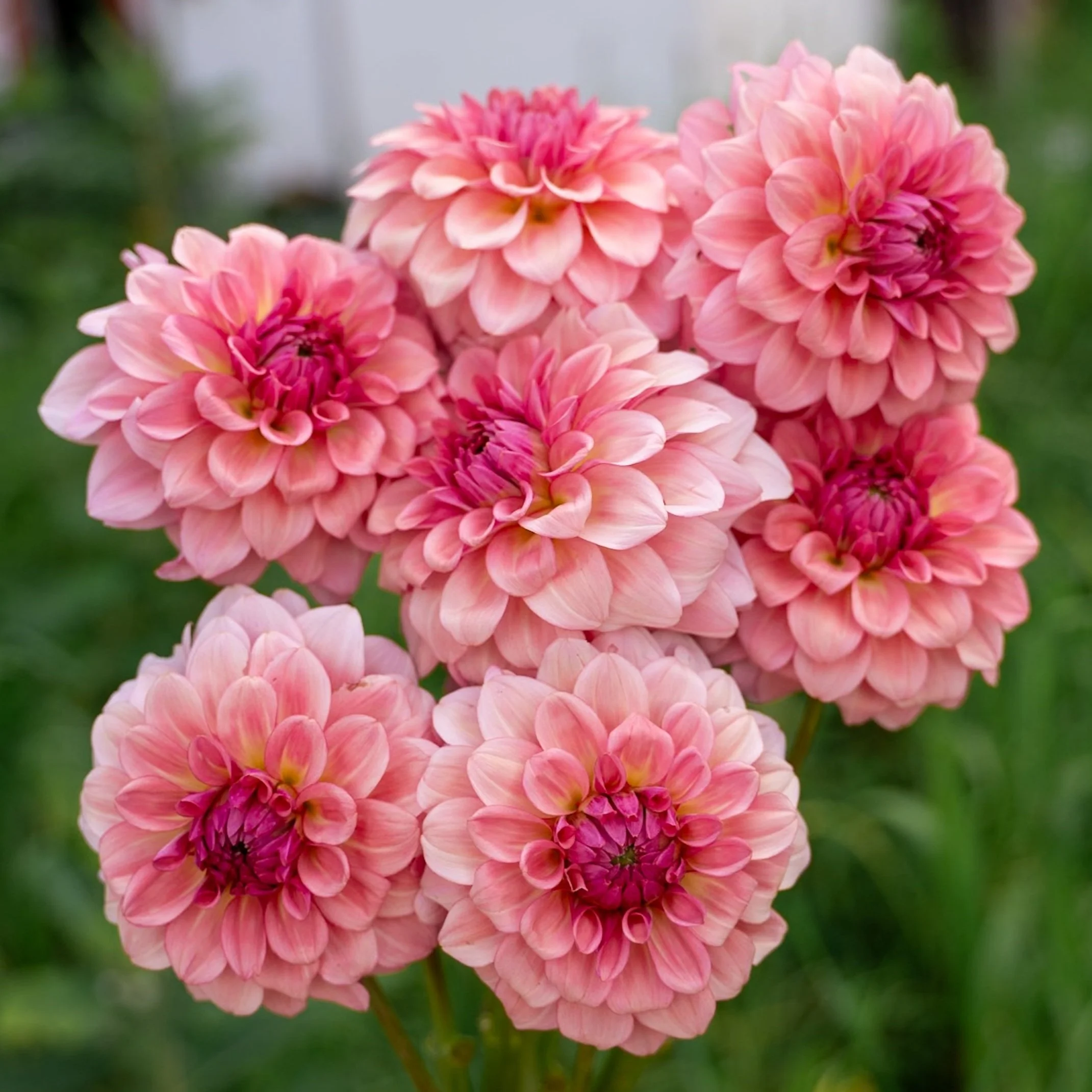 Levi's Seedlings — Levi's Dahlias