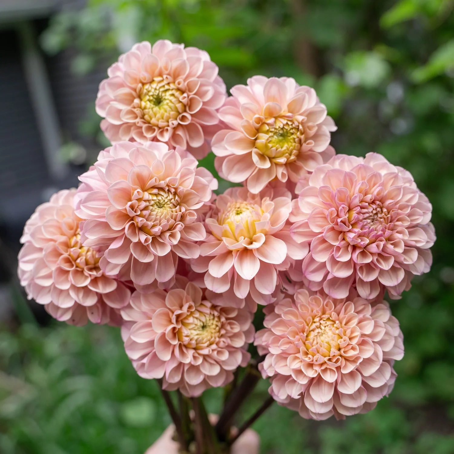 Levi S Revenant Levi S Dahlias