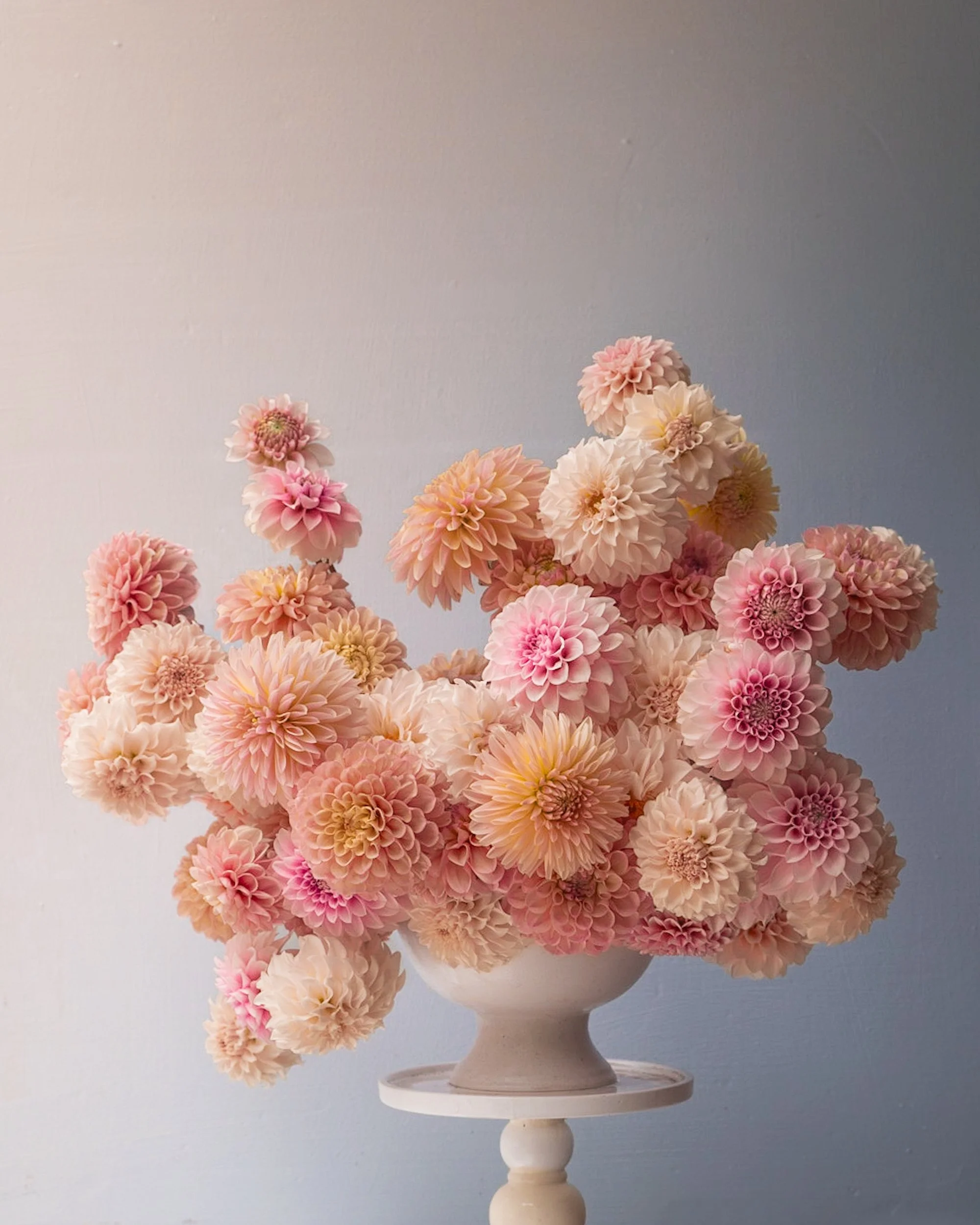 Seedling Arrangements — Levi's Dahlias