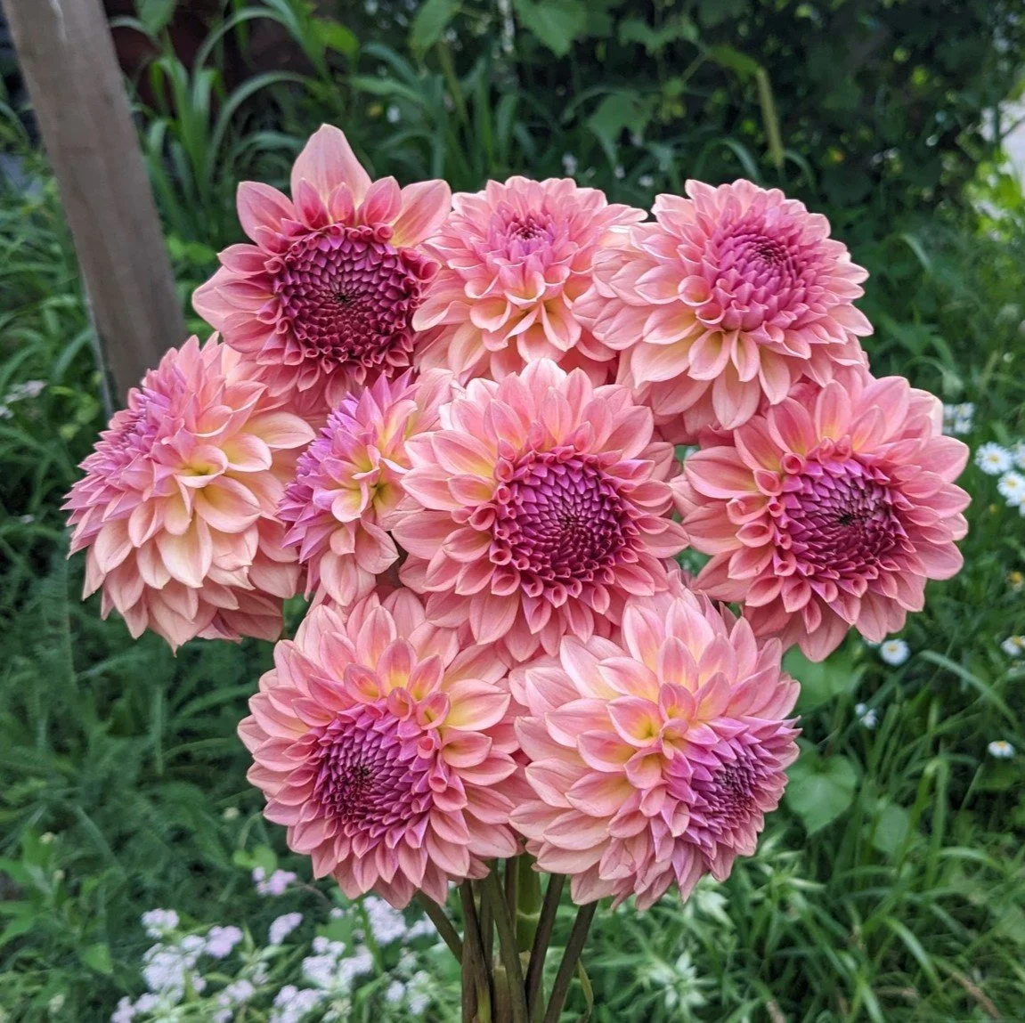 Levi's Blue Smoke — Levi's Dahlias