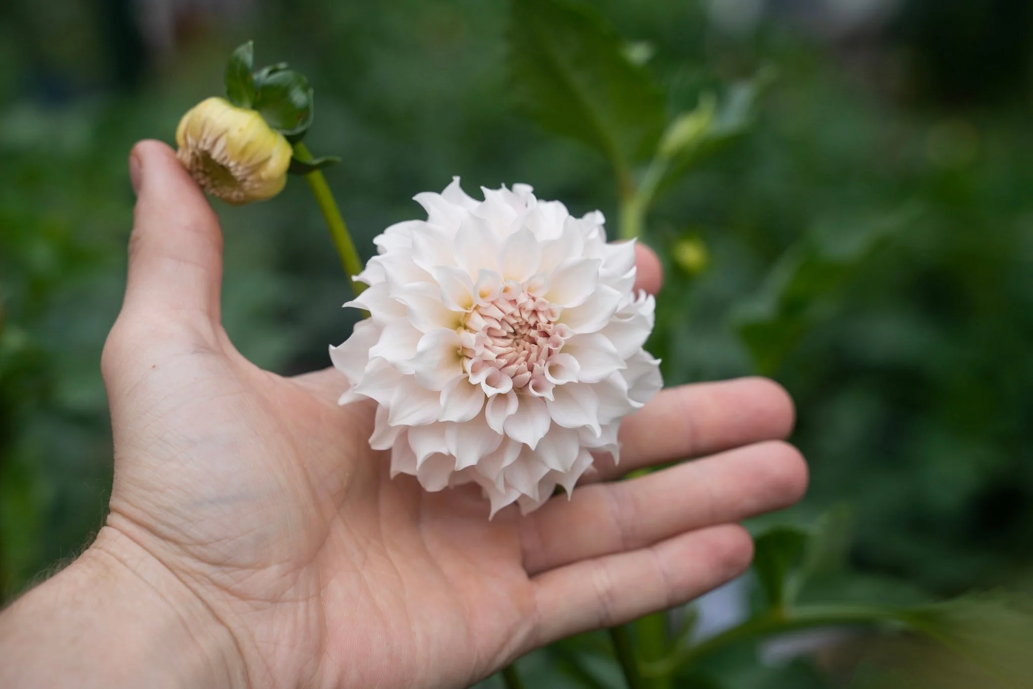 Levi's Opal Twist — Levi's Dahlias