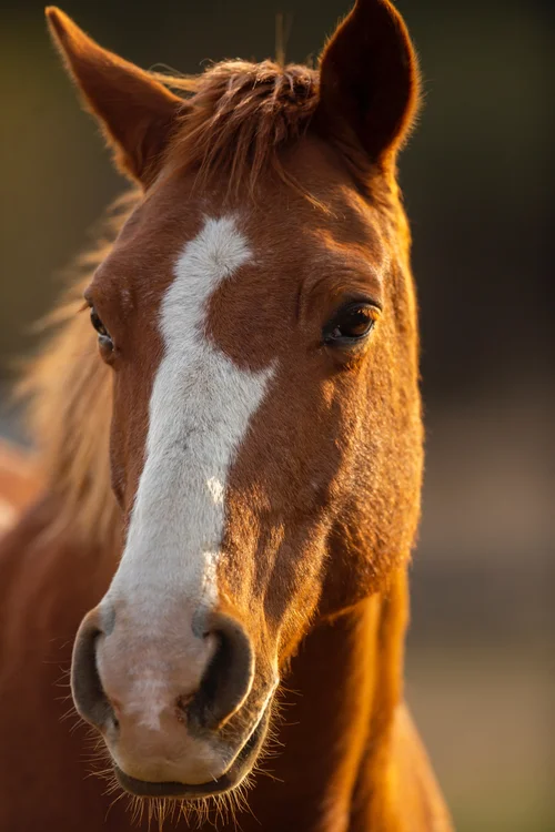 Equine Forage and Feed Testing — Sierra Testing Service