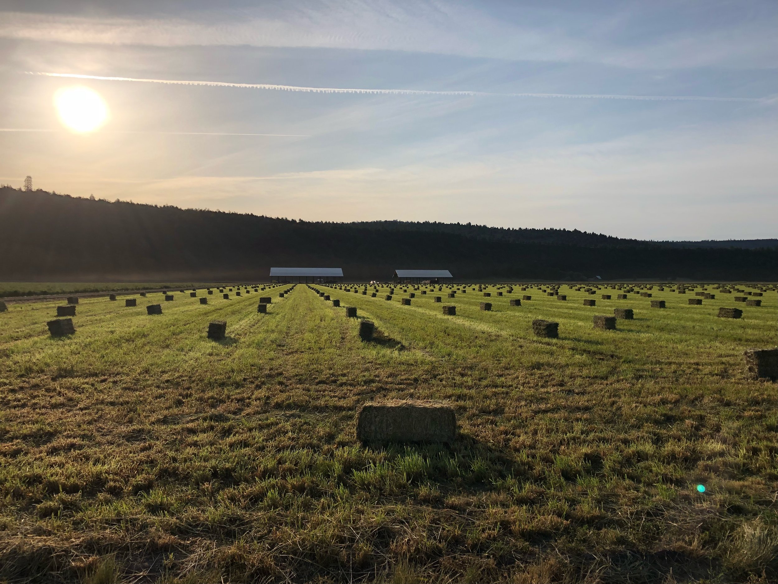 NIR Forage and Grain Testing — Sierra Testing Service