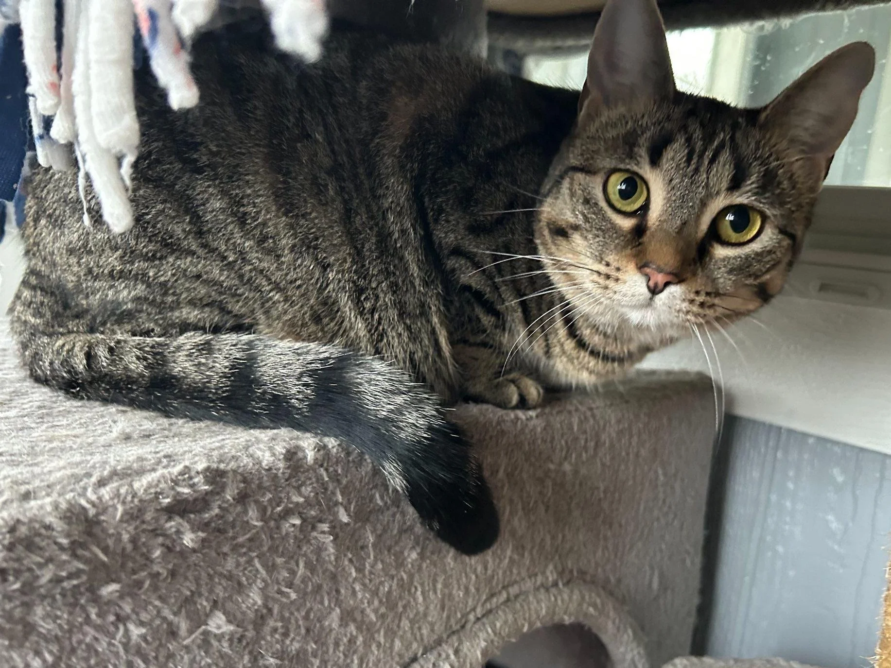 Adoptable Cats & Kittens | Ahimsa Safe Haven Adoptable Cats Near ...