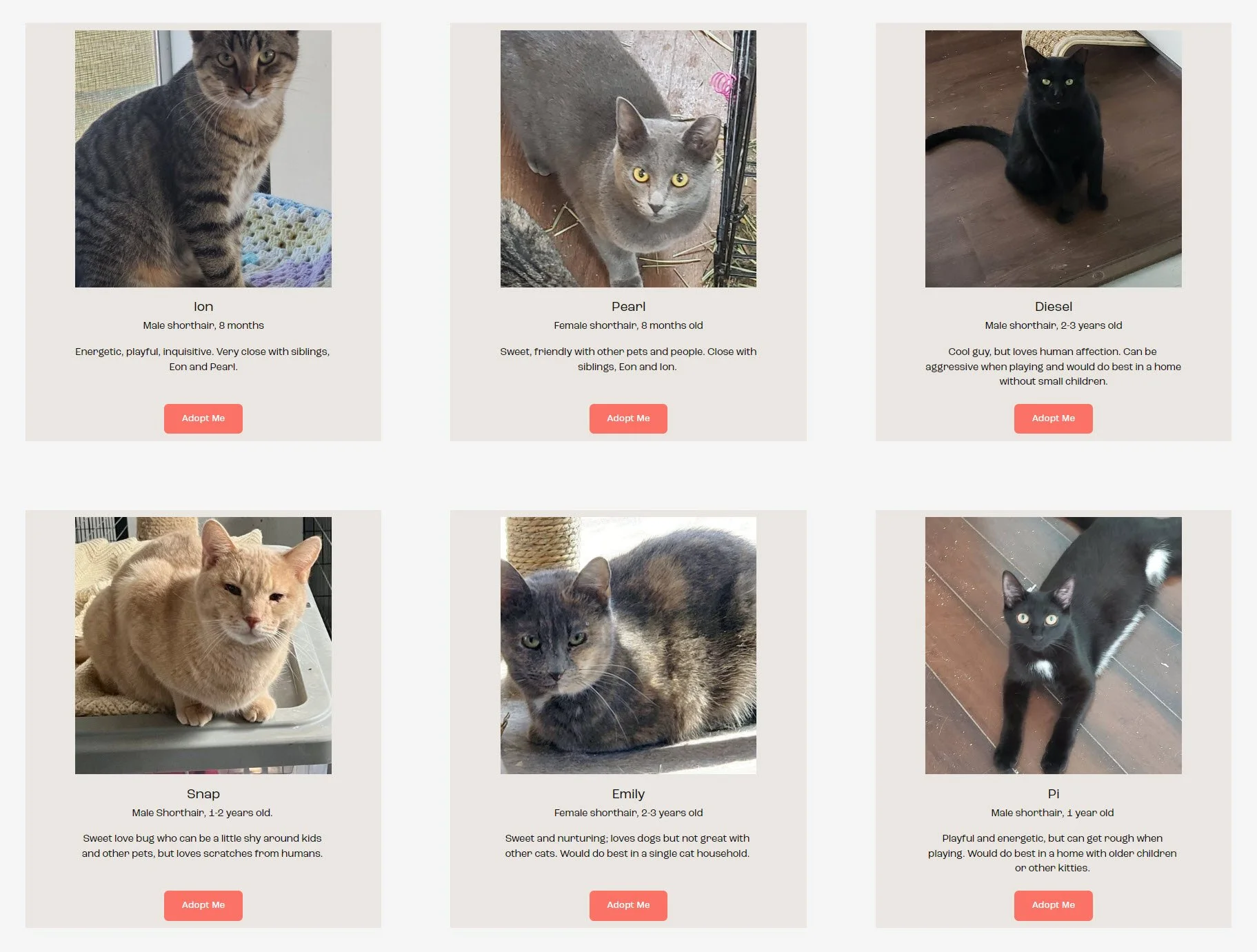 Cat Adoption Process | How To Adopt A Cat Near Southeast, MI — Ahimsa ...