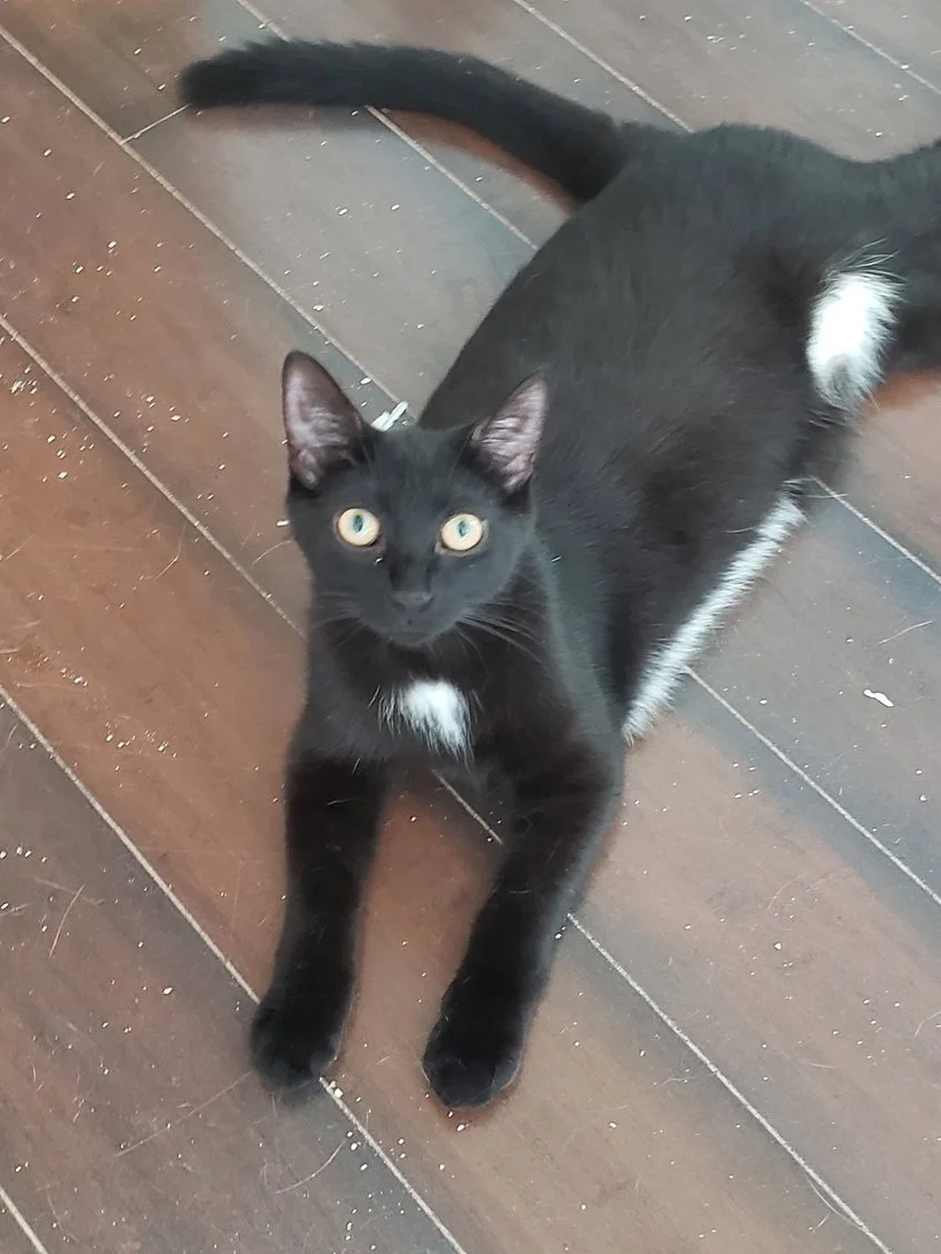 Adoptable Cats & Kittens | Ahimsa Safe Haven Adoptable Cats Near ...