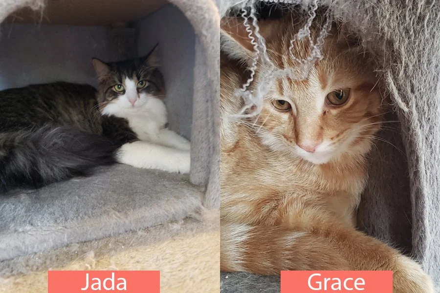 Adoptable Cats & Kittens | Ahimsa Safe Haven Adoptable Cats Near ...