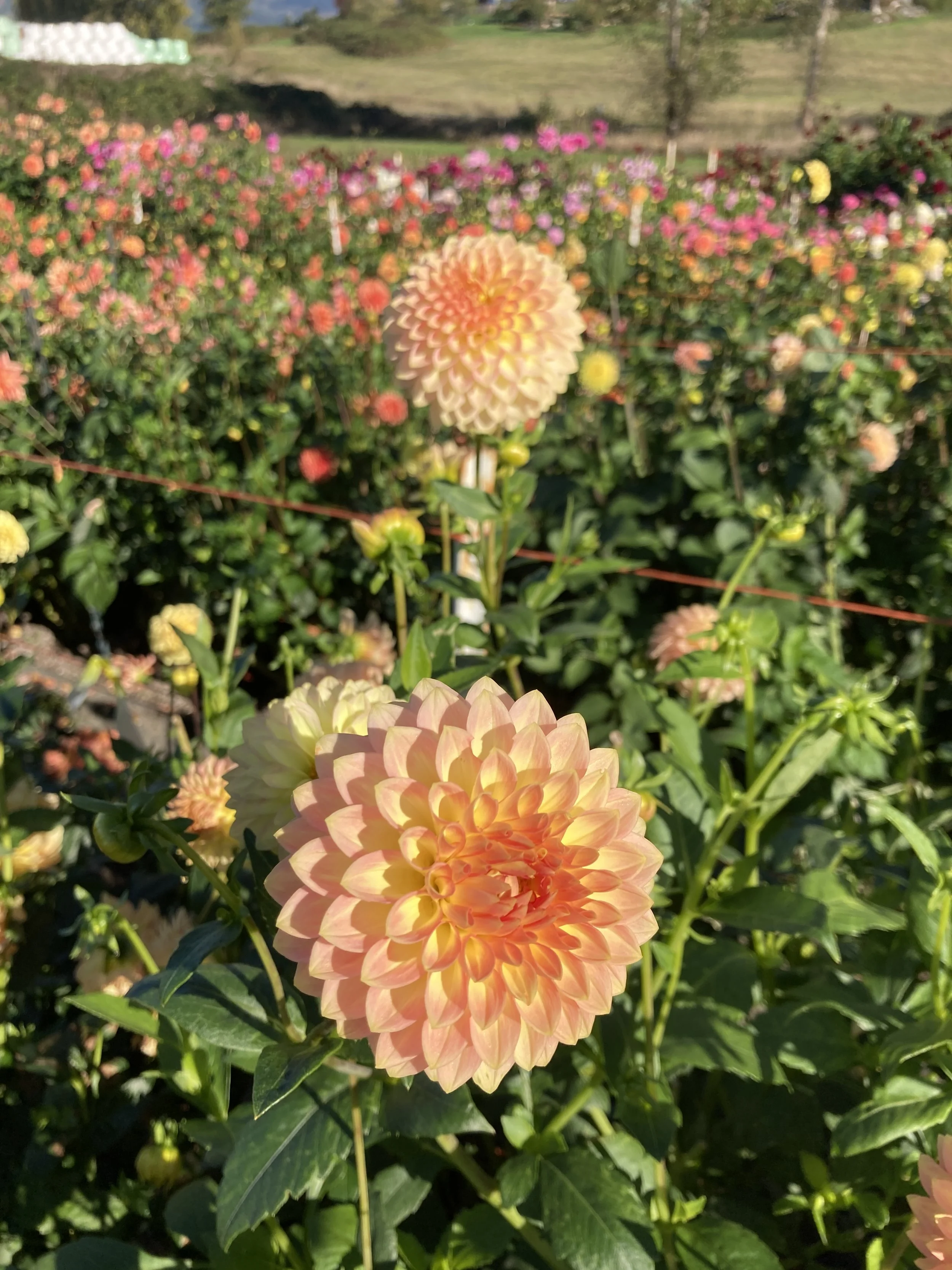 Oreti Adele — Valley View Farm Stand