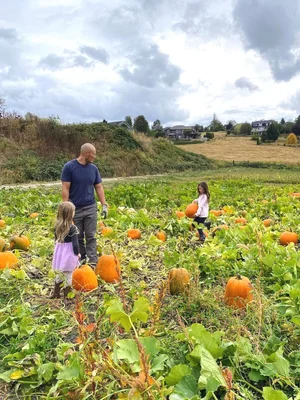 U-Pick Pumpkin Patch — Valley View Farm Stand