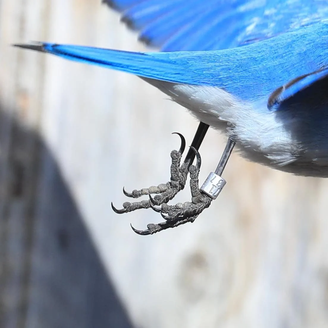 Banding Birds — CANMS