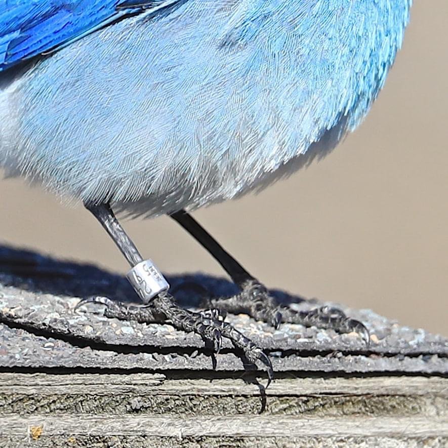 Banding Birds — CANMS