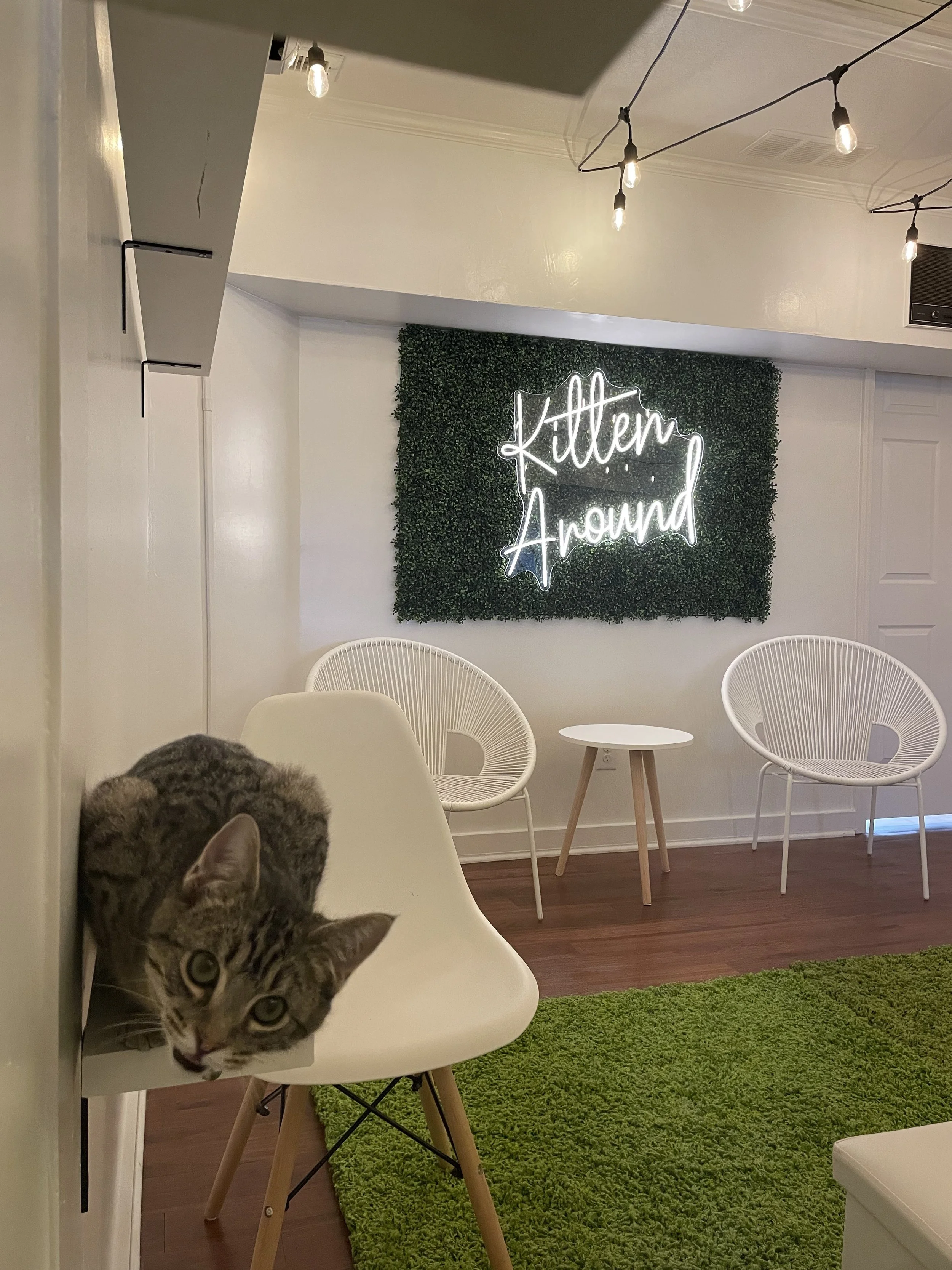 Kitten Around Cat Lounge - Photo Gallery