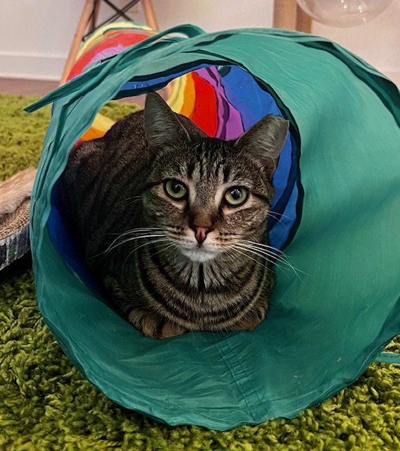 Kitten Around Cat Lounge - The Cats