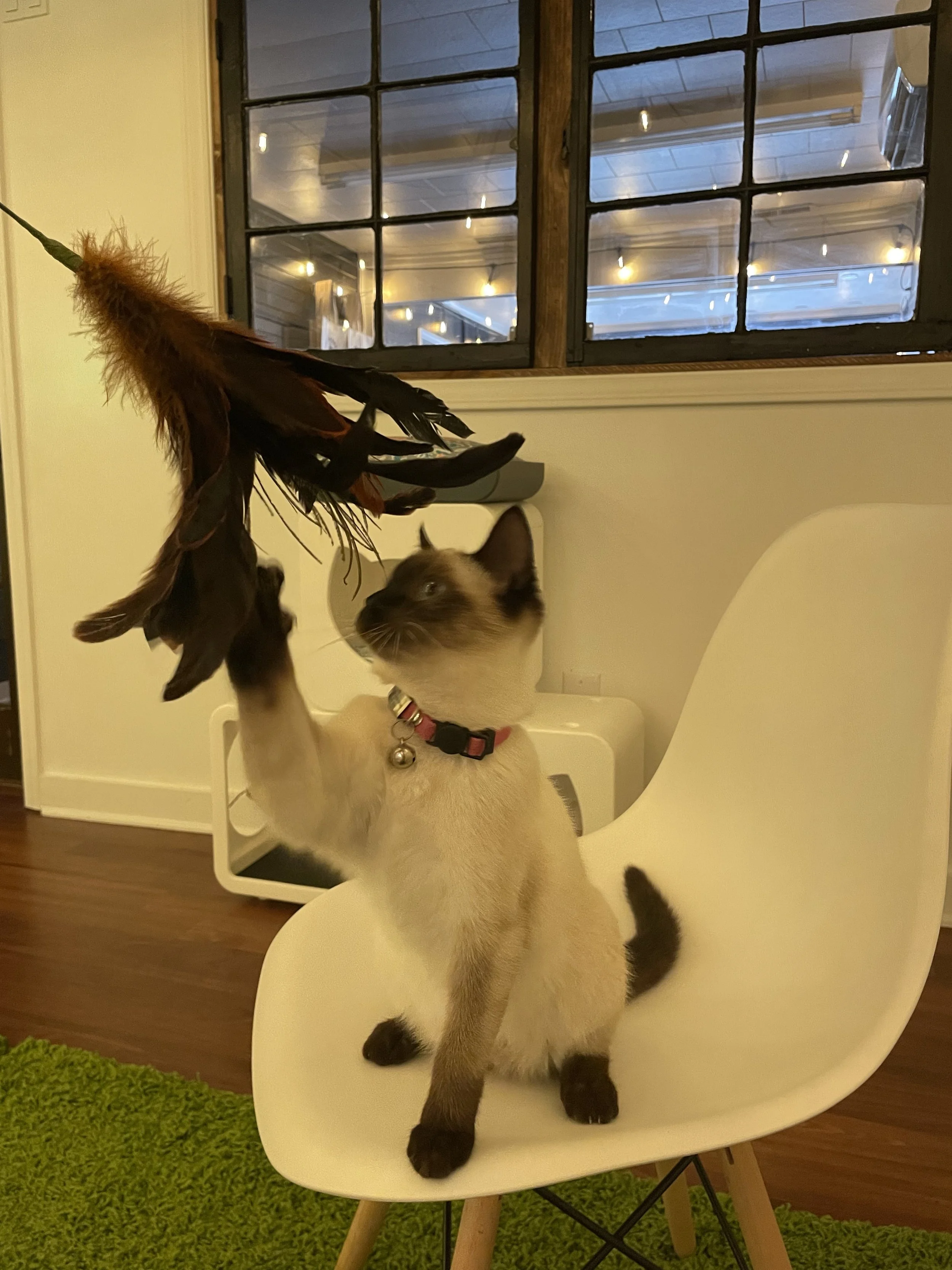 Kitten Around Cat Lounge - Photo Gallery