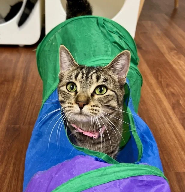 Kitten Around Cat Lounge - Photo Gallery