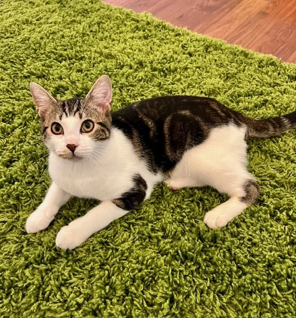 Kitten Around Cat Lounge - Photo Gallery