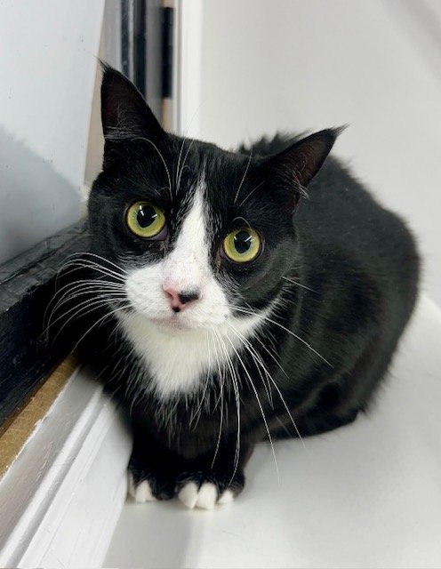 Kitten Around Cat Lounge - The Cats