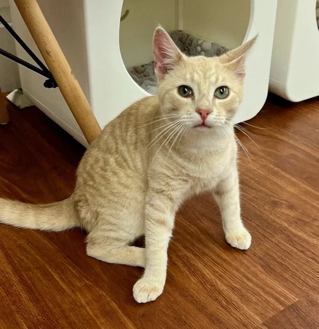 Kitten Around Cat Lounge - The Cats