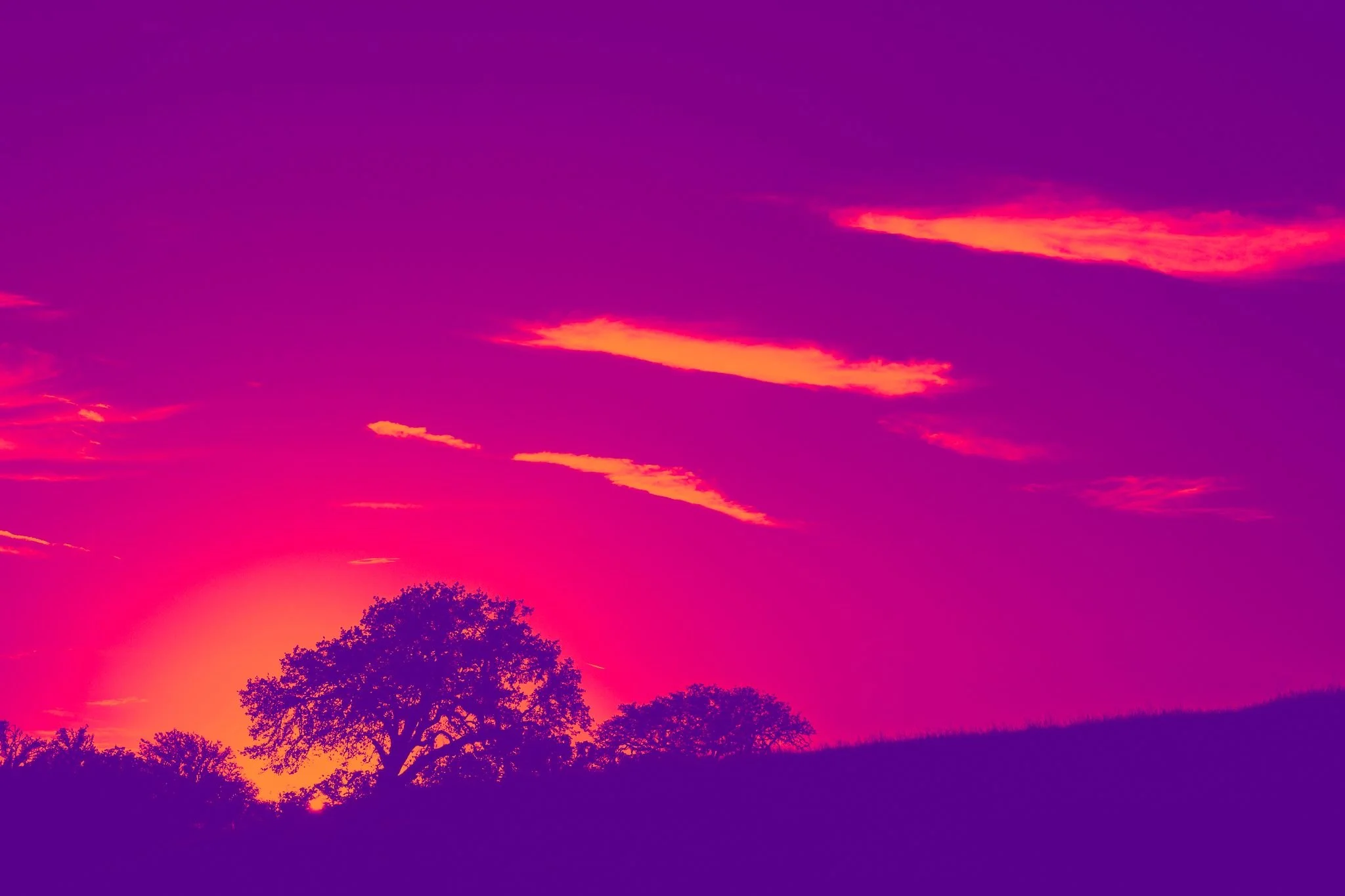 Valiant Violet — Diane M. Lamboley, contemporary photographer