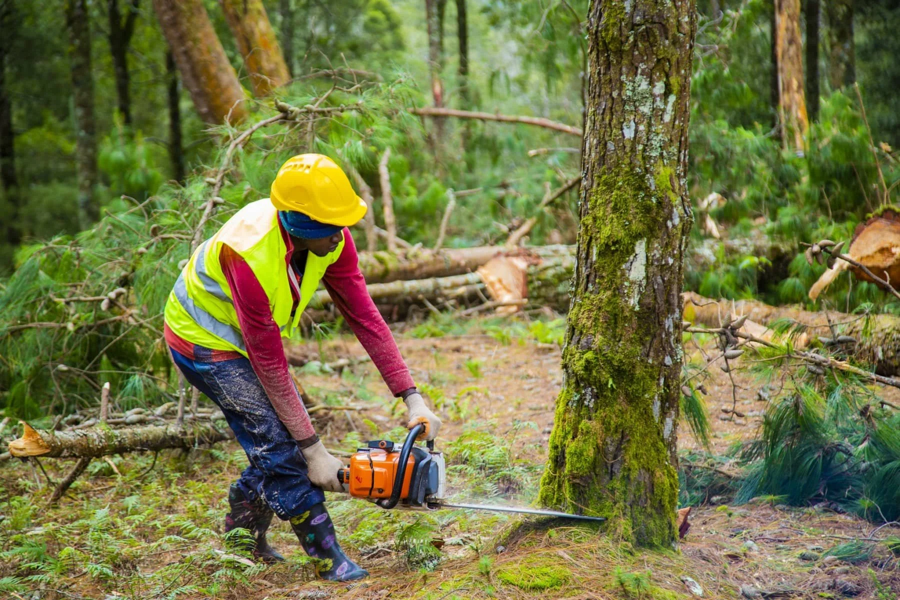 Ultimate Forests Company Limited