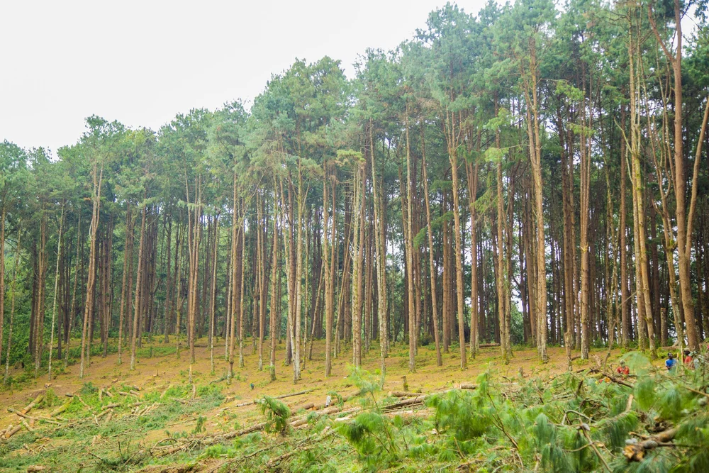 Who We Are— Ultimate Forests Company Limited