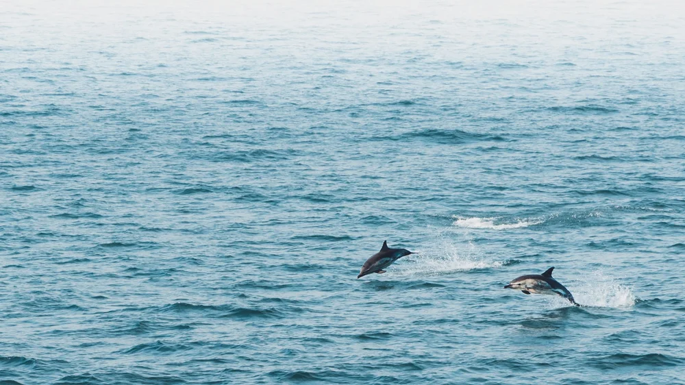 How to get to Tiree? How to plan a holiday on Tiree — Tiree Wave Classic