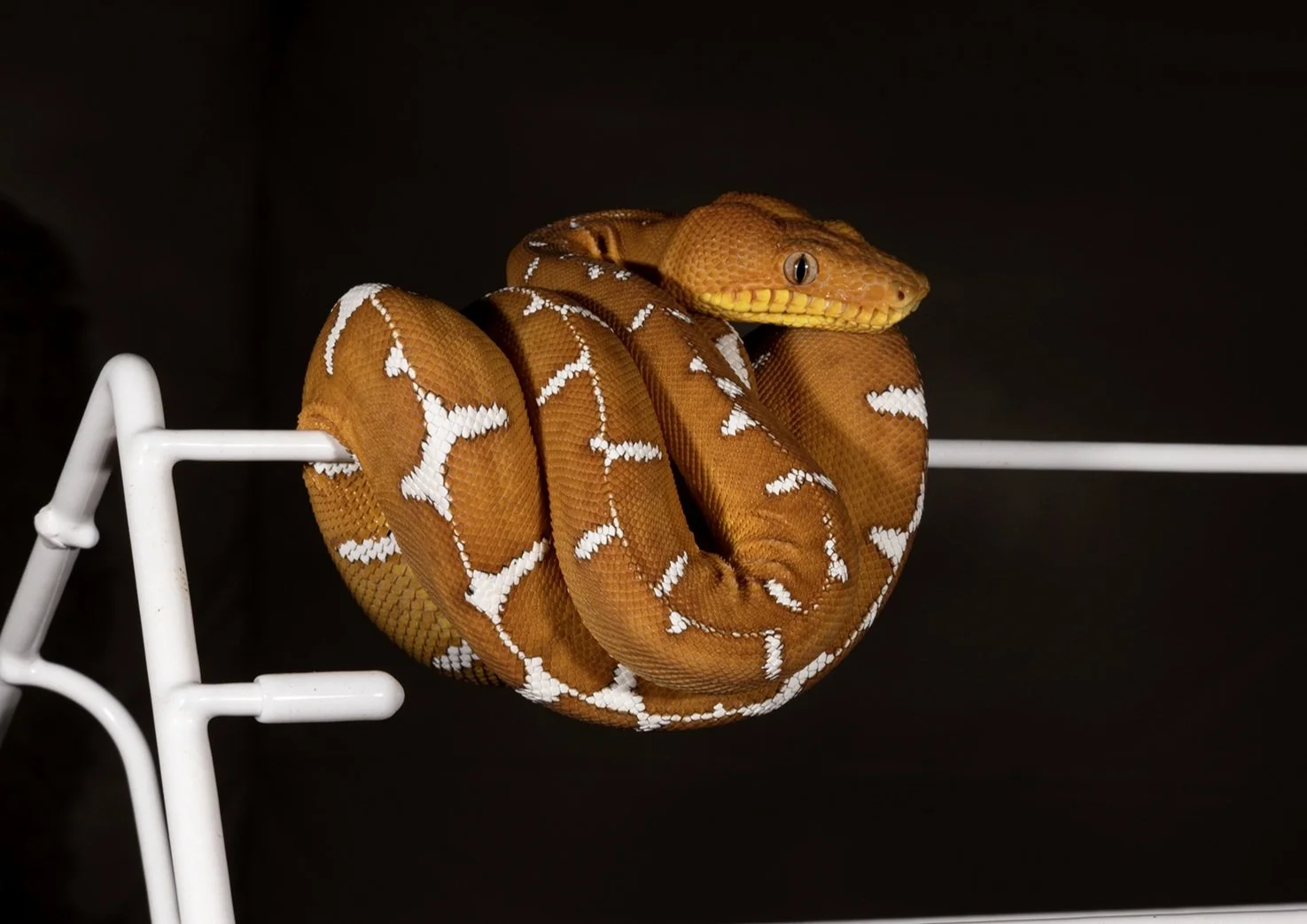 Available Snakes | Amazon Basins
