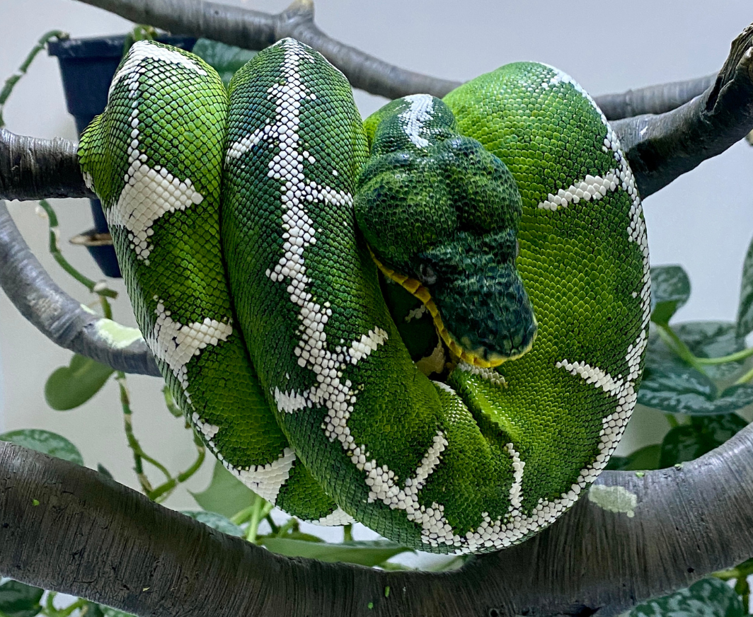 Available Snakes | Amazon Basins