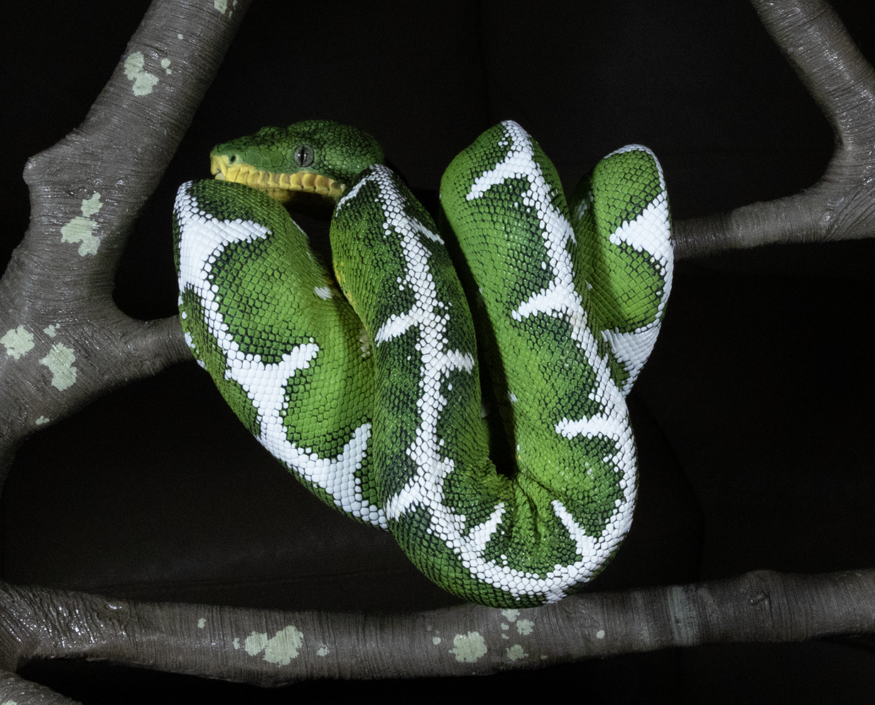 Amazon Basins | Corallus batesii bred by Steve Volk