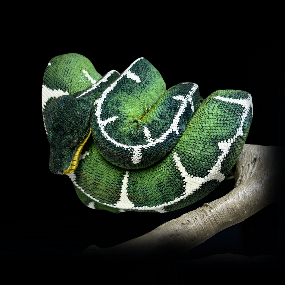 Available Snakes | Amazon Basins