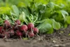 Early Spring Vegetable Garden Ideas — Scenic Roots Garden Center ...