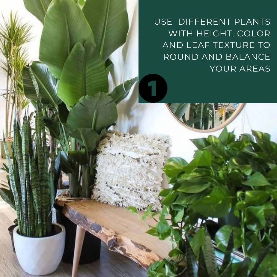 Decorating with Houseplants — Scenic Roots Garden Center | Sandwich, MA