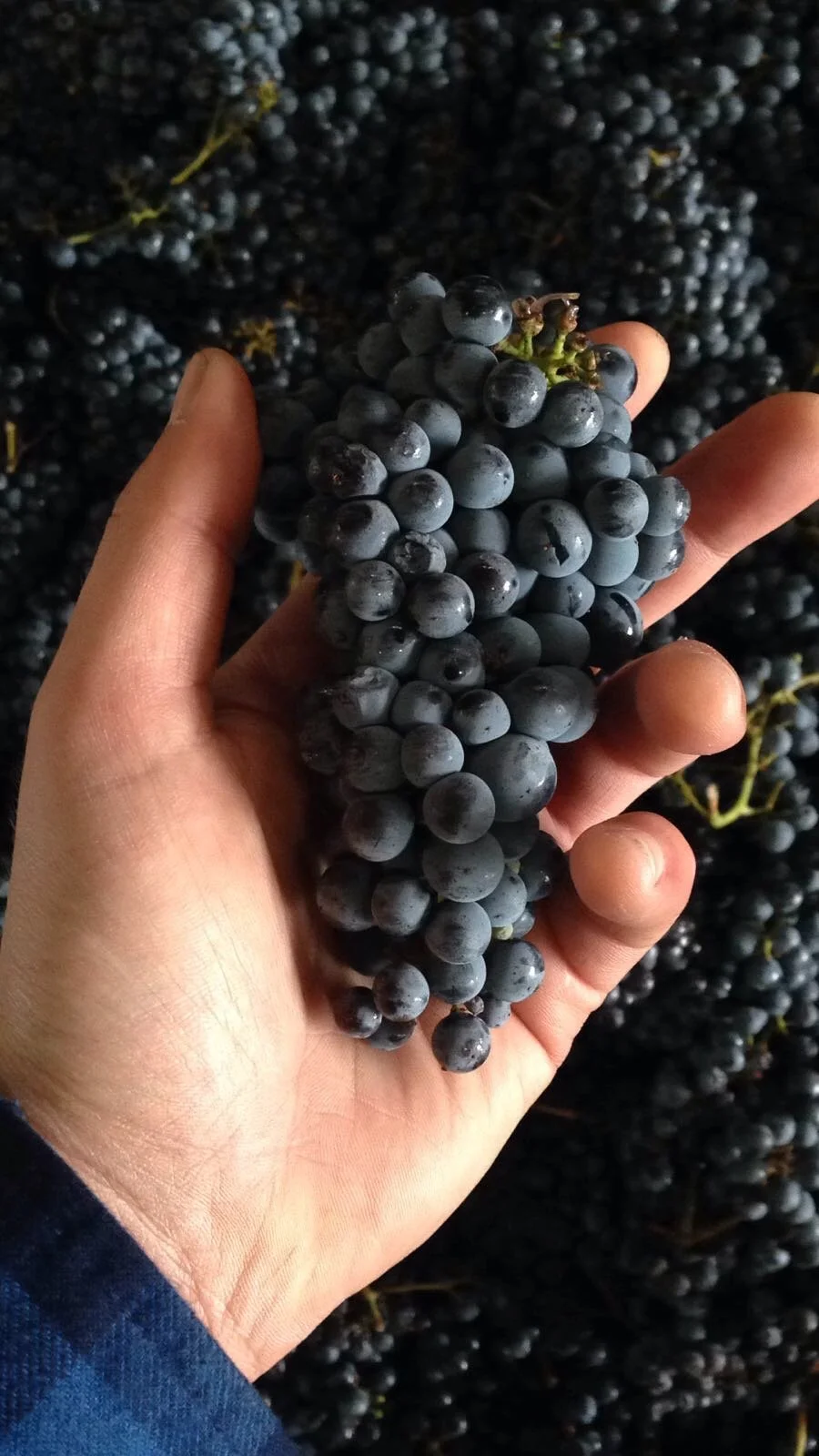 Our Story - the Shirah Wine Saga — Shirah Wine Co.