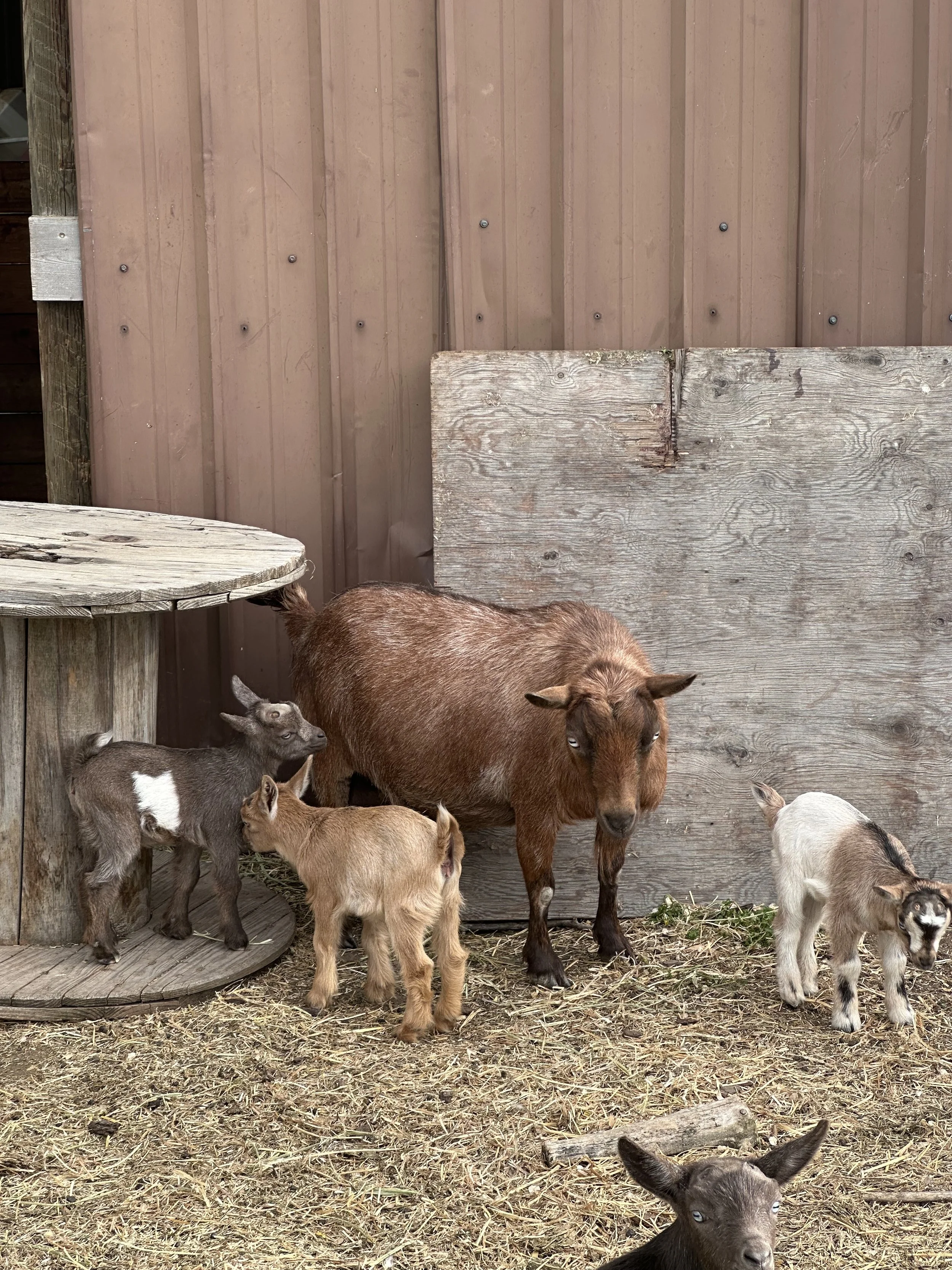 Our Story — TOTES MA GOATS